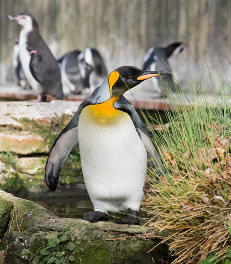 'Waddle like a penguin' - Spike, from Birdland in the Cotswolds, shows ...